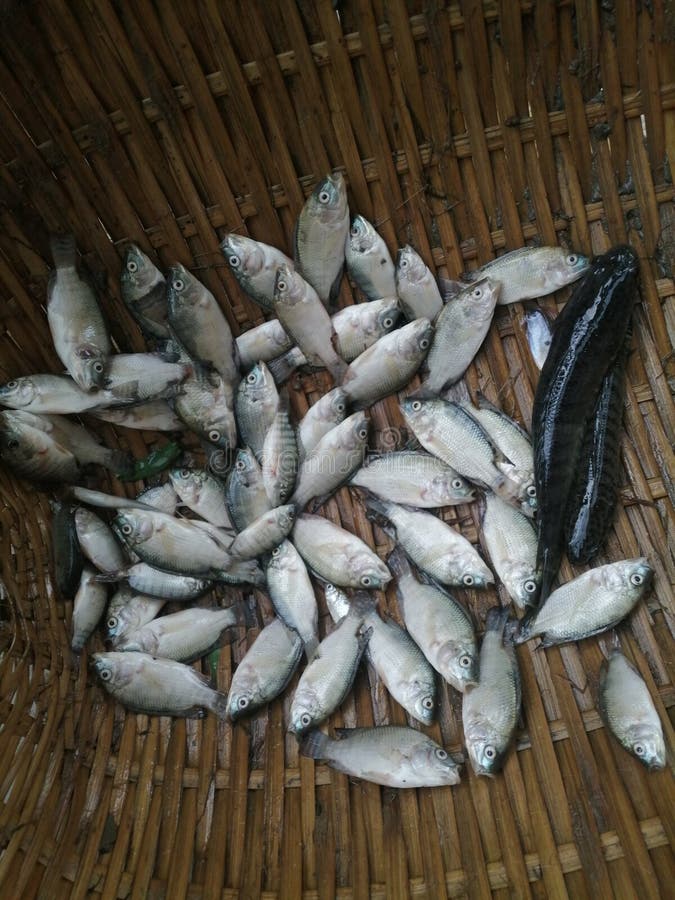 Muzaer Fish Stock Photos - Free & Royalty-Free Stock Photos from Dreamstime