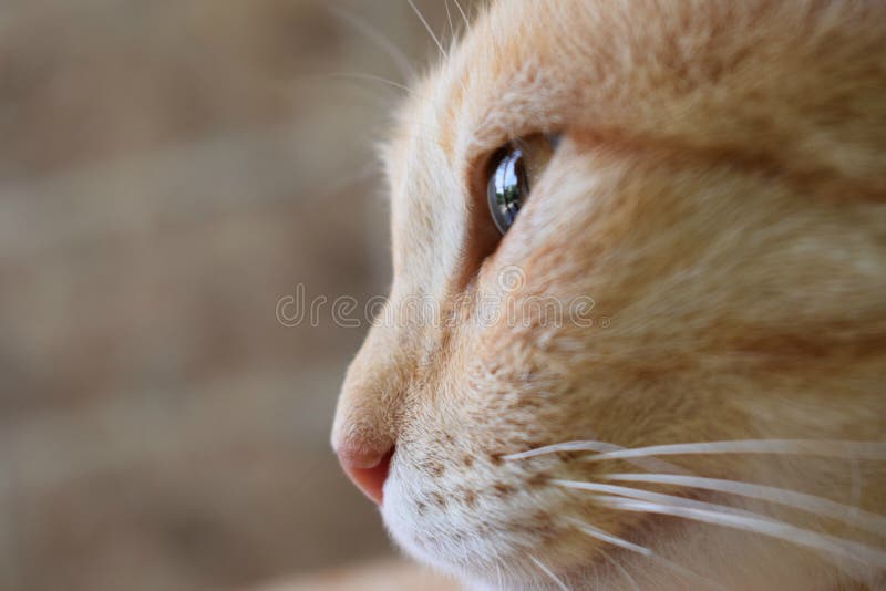 853 Ginger Cat Profile Photos - Free & Royalty-Free Stock Photos from Dreamstime