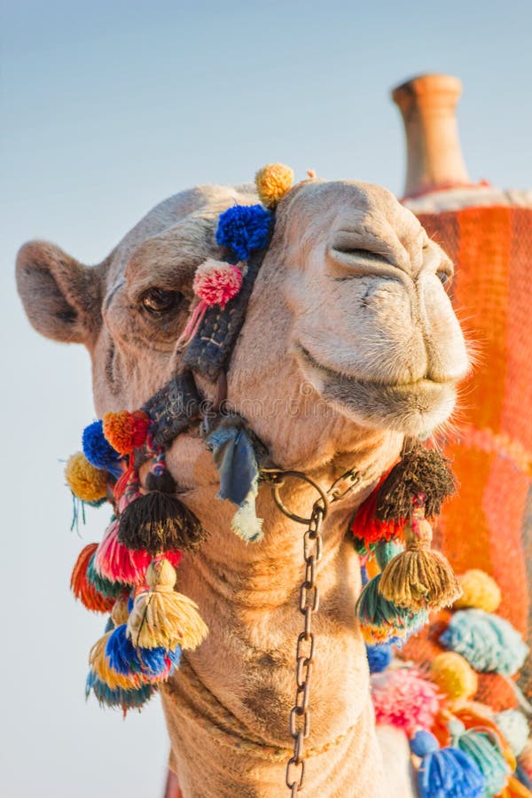 The Muzzle of the African Camel Stock Photo - Image of livestock ...