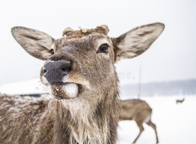 Muzzle Animal Deer of the Winter Forest Stock Photo - Image of animals ...