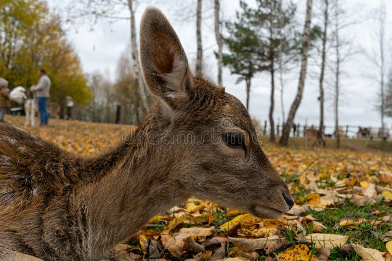 Muzzle of a Baby Spotted Deer in Close-up Stock Photo - Image of head ...
