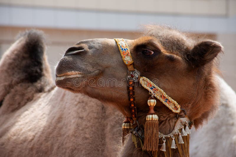 The Muzzle of a Bactrian Camel with a Harness on Stock Photo - Image of ...