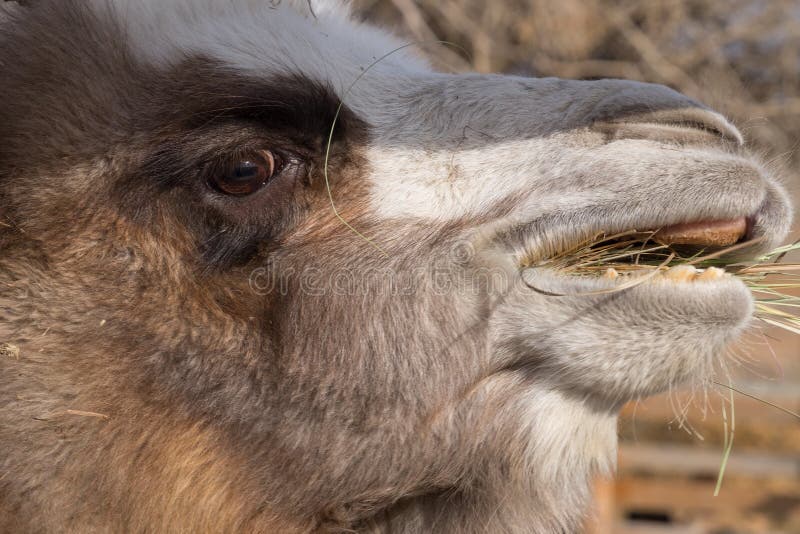 The Muzzle of a Bactrian Camel Close Up Stock Photo - Image of face ...