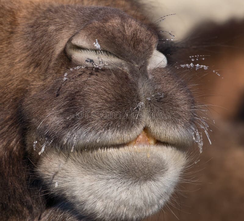 The Muzzle of a Bactrian Camel Close Up Stock Photo - Image of face ...