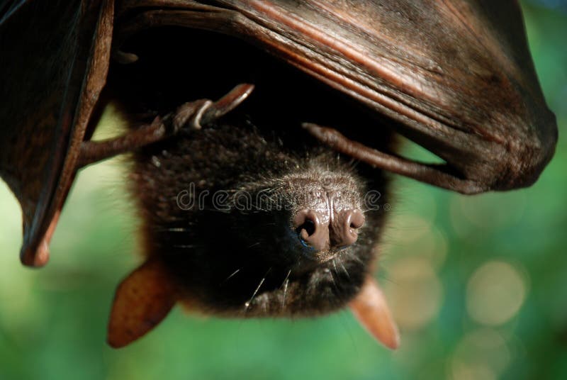 Battery Guns on Corregidor Island Stock Image - Image of military ...