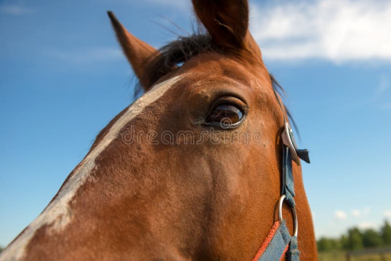 Muzzle of a Beautiful Brown Horse Stock Photo - Image of food, horse ...