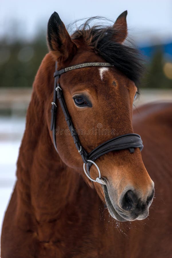 Muzzle of a Beautiful Brown Horse Stock Image - Image of beautiful ...