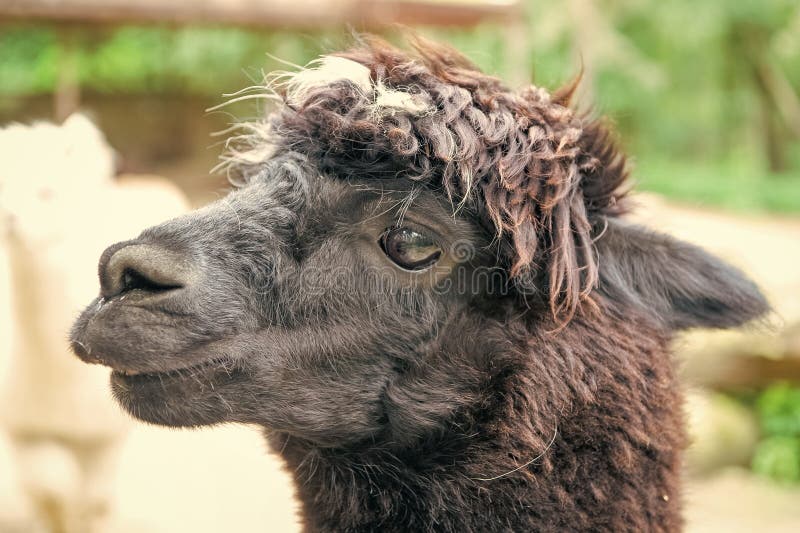 Muzzle of Black Lama Glama Lamoid Animal Outdoors Stock Image - Image ...