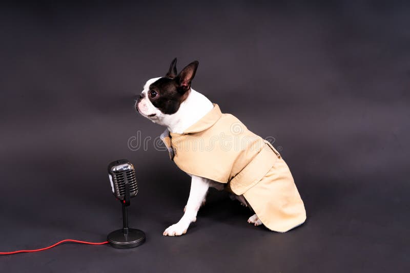 The Muzzle of a Boston Terrier Dog Gives an Interview into the ...