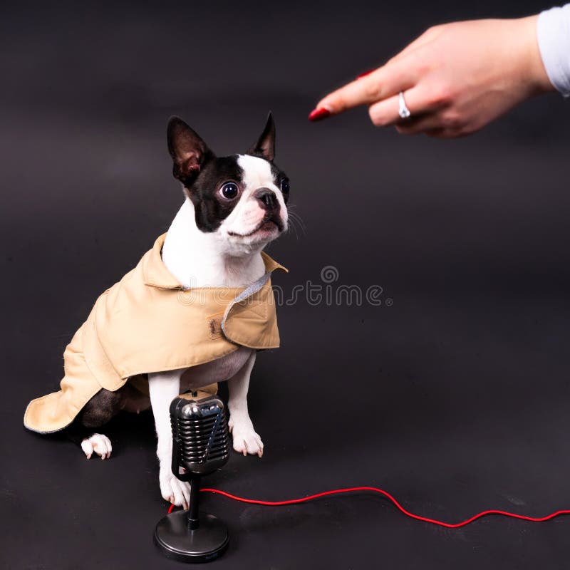 The Muzzle of a Boston Terrier Dog Gives an Interview into the ...