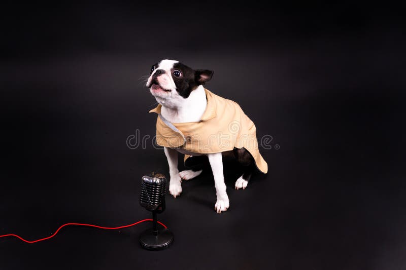 The Muzzle of a Boston Terrier Dog Gives an Interview into the ...