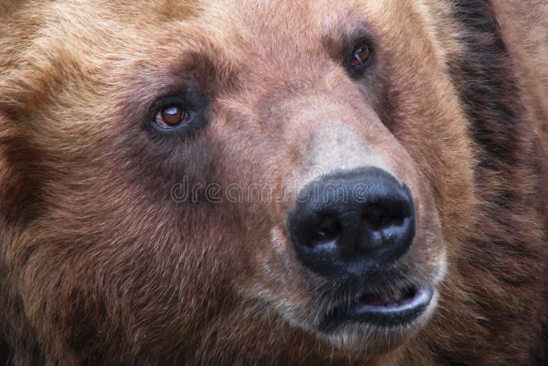 Muzzle Brown Bear Closeup. Head Predator is Massive with Small Ears and ...