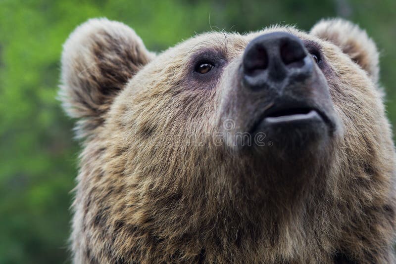 The muzzle of a brown bear stock image. Image of muzzle - 82778107