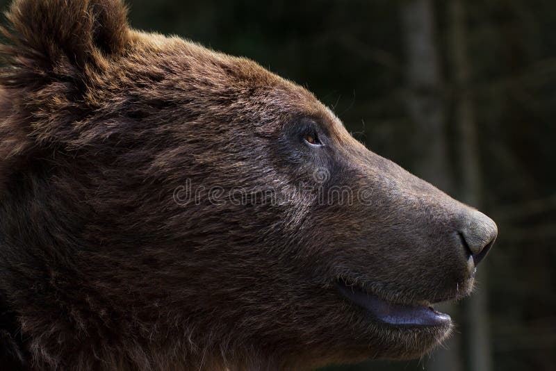 The muzzle of a brown bear stock image. Image of muzzle - 82778107