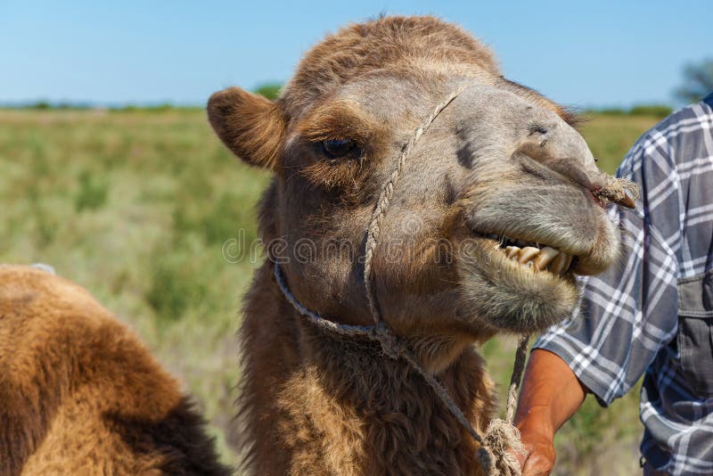 Muzzle of camel stock photo. Image of beast, dromedary - 92791236