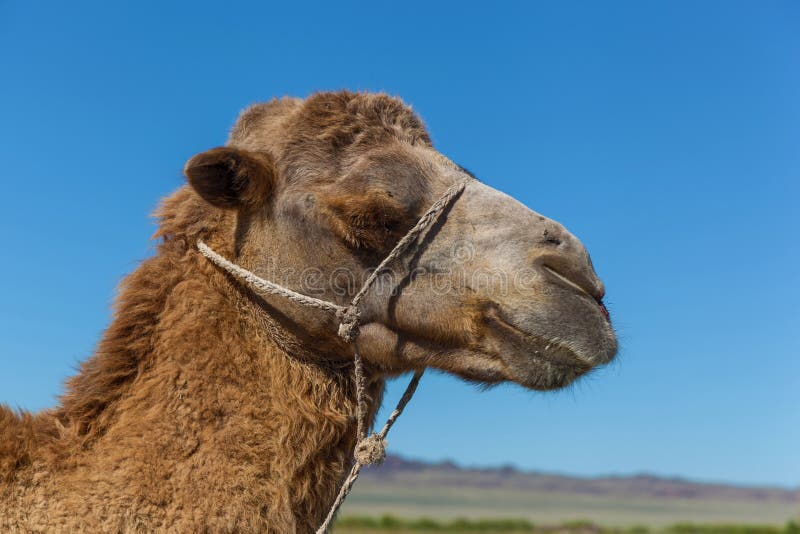 Muzzle of camel stock photo. Image of beast, dromedary - 92791236