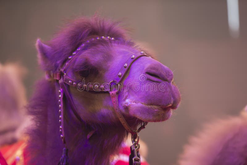 Muzzle of a camel stock photo. Image of city, decorated - 182818634