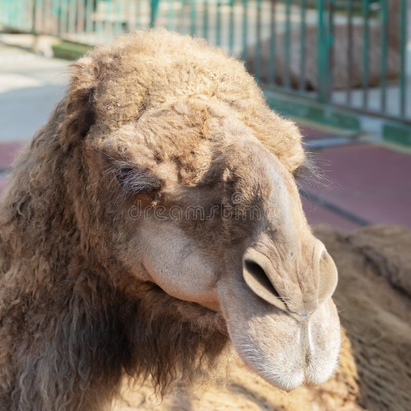 The Muzzle of a Camel in Side View Close-up Stock Photo - Image of ...