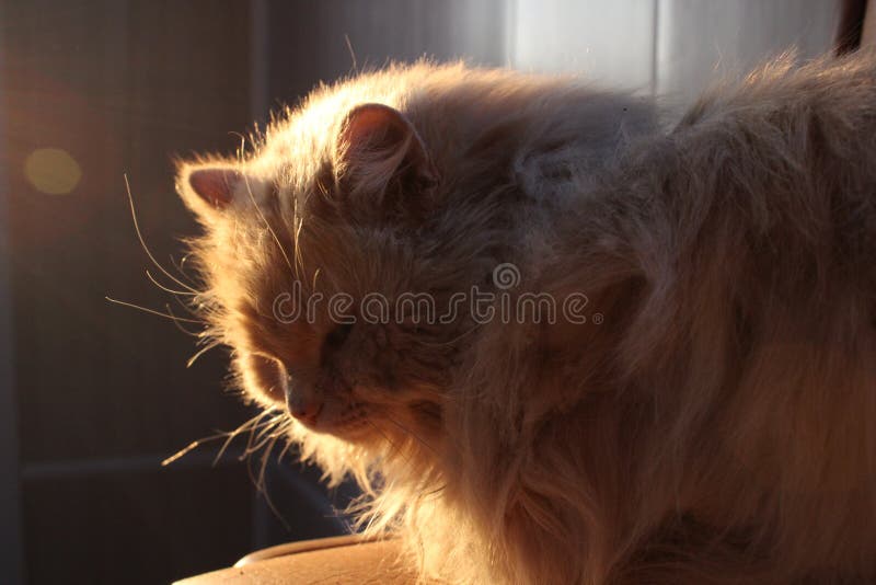 Highlights of Cat Hair and Cute Cheeks Stock Photo - Image of nose ...