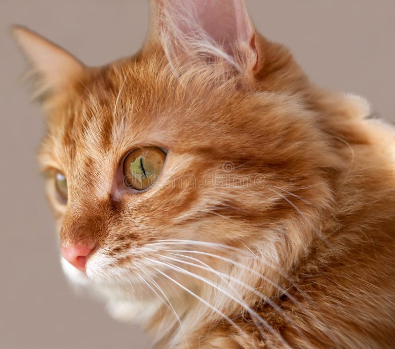 Muzzle cat stock image. Image of view, head, animals - 41907653