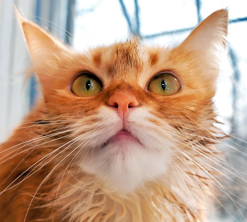 Muzzle cat stock image. Image of fluffy, portrait, yellow - 50899325