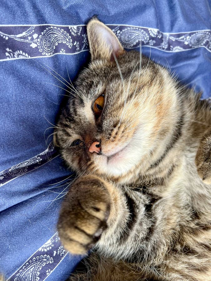 The muzzle of a cat. stock photo. Image of eyes, beautiful - 275135498