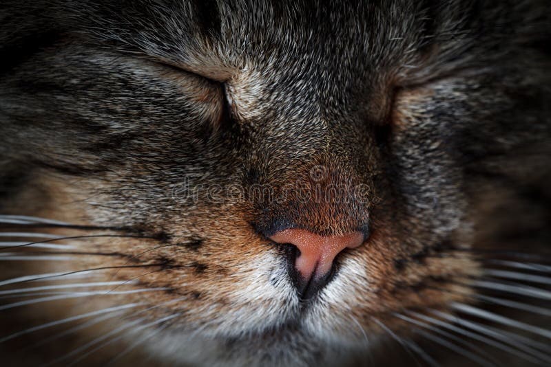 Muzzle Cat Photographed Close Stock Image - Image of tail, domestic ...