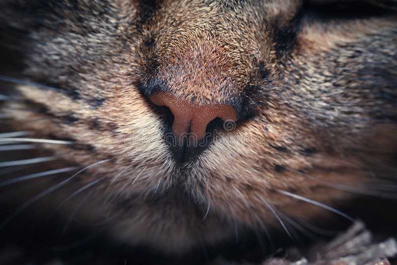Muzzle Cat Photographed Close. Stock Image - Image of tired, lazy: 48652189