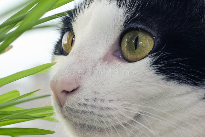 Muzzle cats close-up. stock photo. Image of fluffy, kitten - 111508174