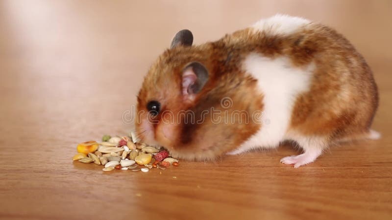 The Muzzle of a Chewing Hamster. Syrian Hamster with Big Cheeks ...