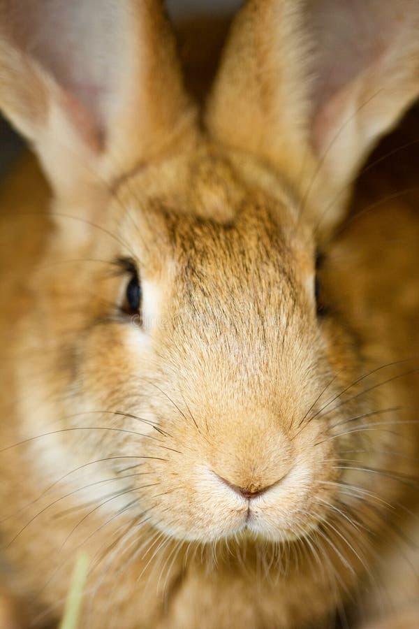 Muzzle Close-up of a Funny Cute Red Rabbit Stock Photo - Image of close ...