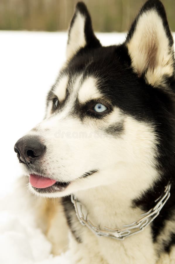 Muzzle Close-up of Siberian Husky Stock Image - Image of look, grey ...