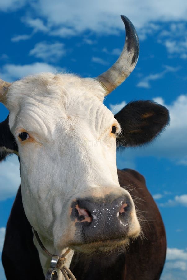 Muzzle of a Cow Against the Sky Stock Photo - Image of looking ...