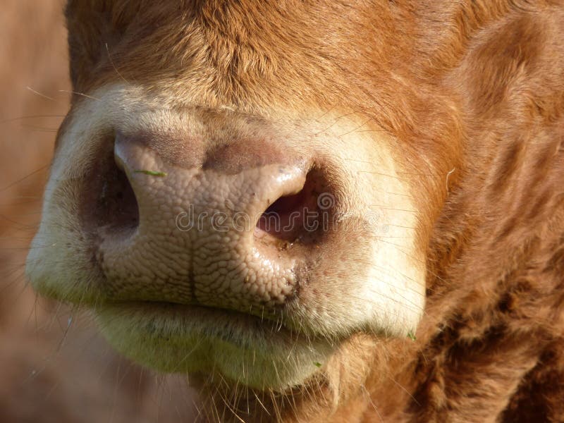 Muzzle of a cow stock image. Image of hair, luxembourg - 173299517