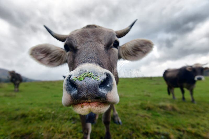 Muzzle cow stock image. Image of grazing, farm, landscape - 69872245