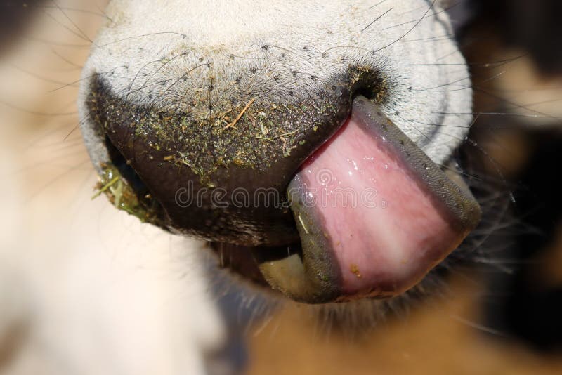 Muzzle of cow stock image. Image of livestock, muzzle - 225003501