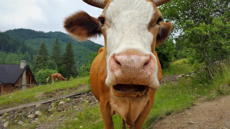 Muzzle cow stock image. Image of grazing, breeding, brown - 97270329