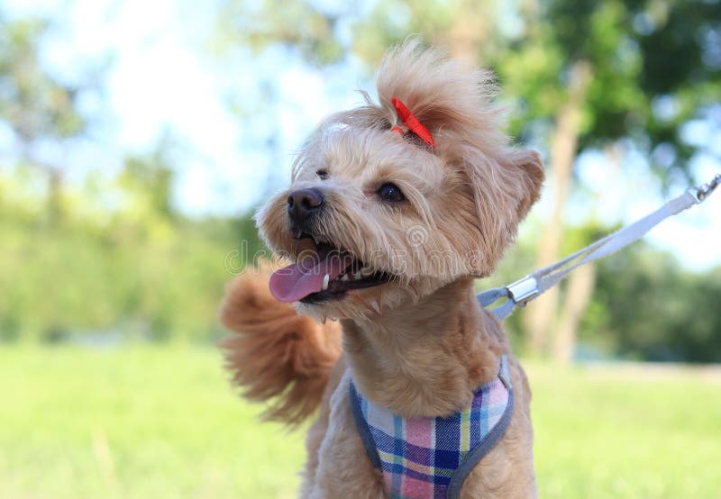 Muzzle of a Cute Dog with a Bow. Dog on a Walk Stock Photo - Image of ...
