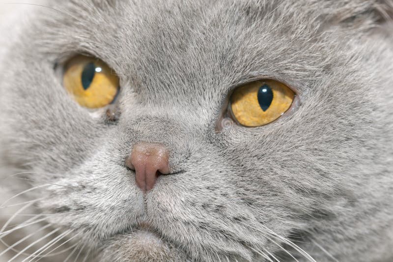 Muzzle Cute Gray Cat Close-up. Scottish Fold Cat Stock Photo - Image of ...