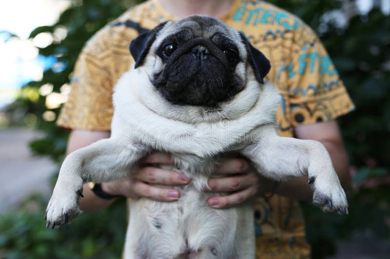 Muzzle of a Cute Pug in the Hands of a Man Stock Image - Image of eyes ...