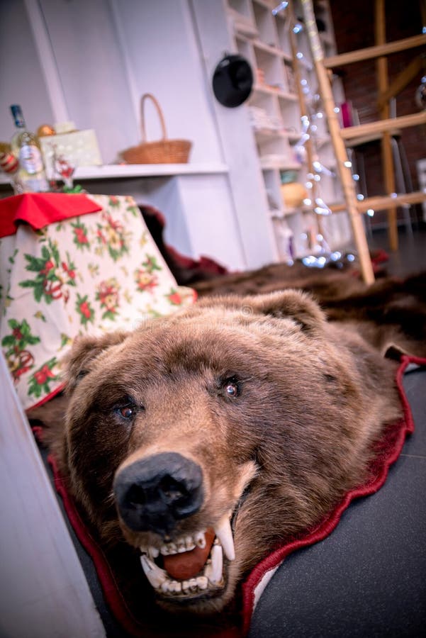 The Muzzle of the Dead Bear Lies on the Floor Stock Photo - Image of ...