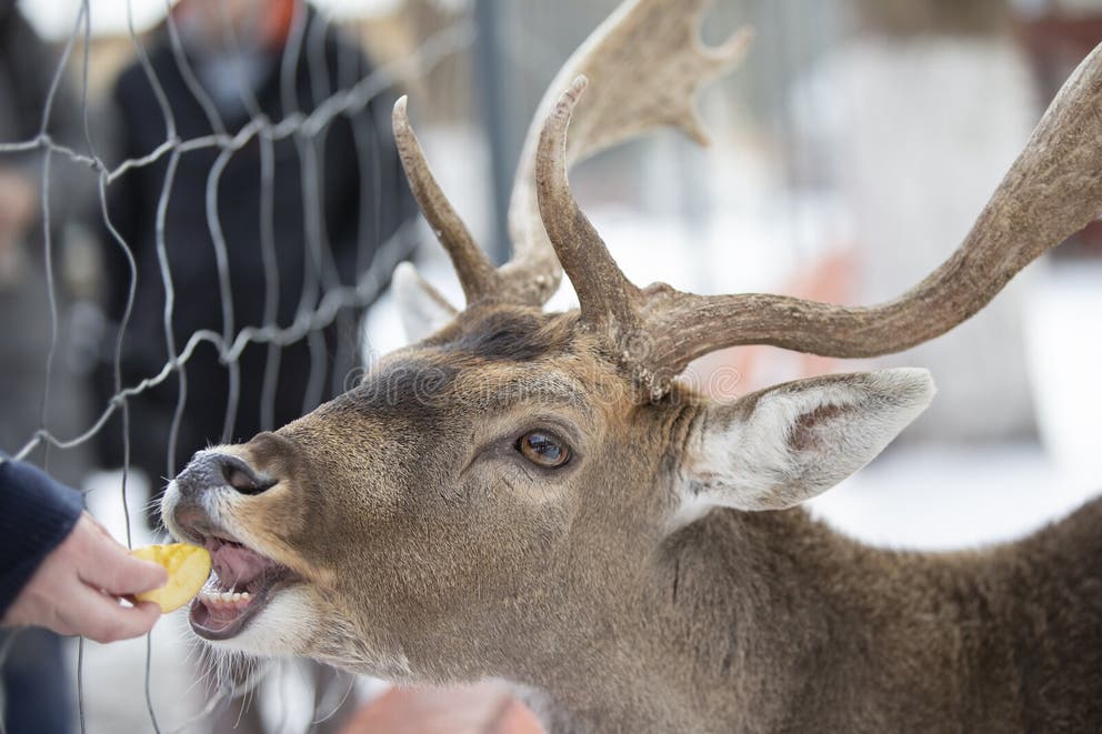 The Muzzle of a Deer with Antlers Behind the Netting of an Aviary Close ...