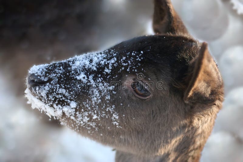 Muzzle Deer in Flakes of Snow. Stock Photo - Image of fauna, funny ...