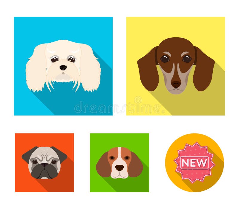 Muzzle of Different Breeds of Dogs.Dog Breed of Dachshund, Lapdog ...