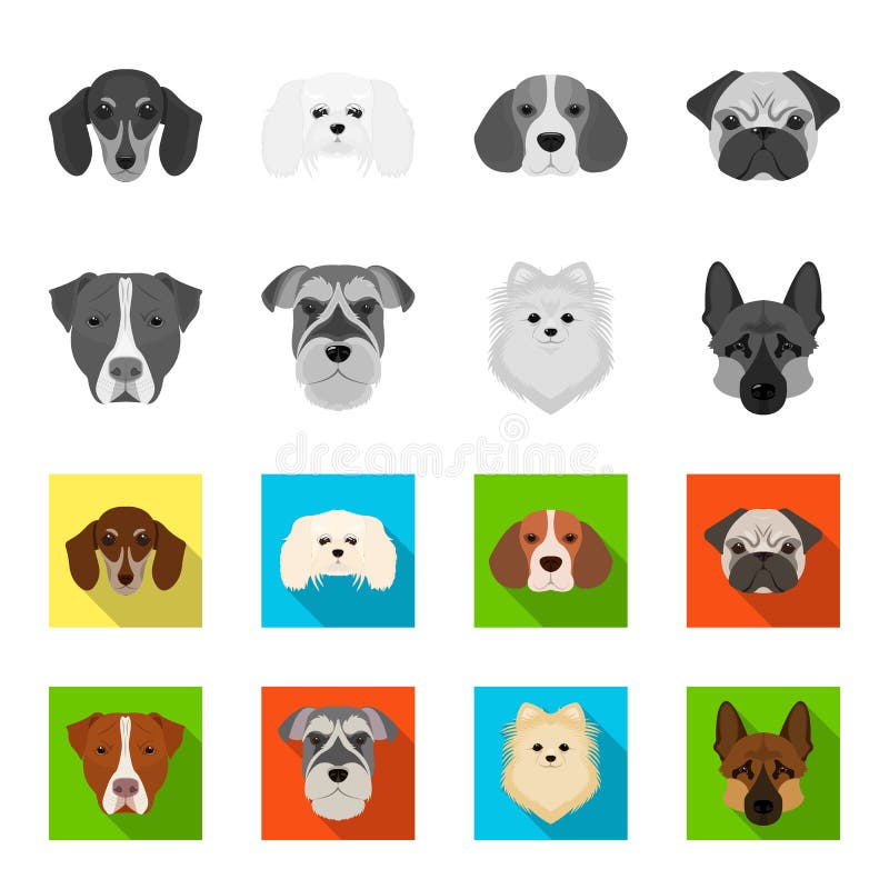Muzzle of Different Breeds of Dogs.Dog Breed Stafford, Spitz ...