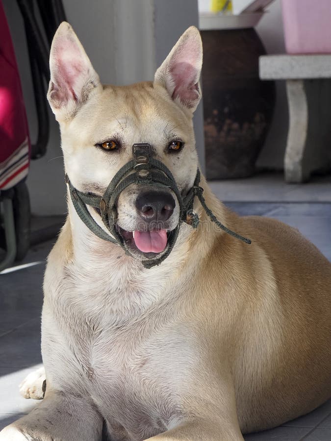 Muzzled dog stock image. Image of meadow, green, fight - 6085319