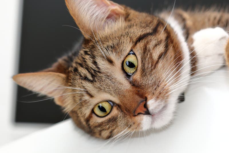 Muzzle Striped Domestic Cat Close-up Stock Image - Image of striped ...