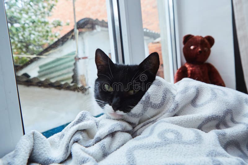The Muzzle of a Domestic Cat. the Concept of Pets Stock Image - Image ...