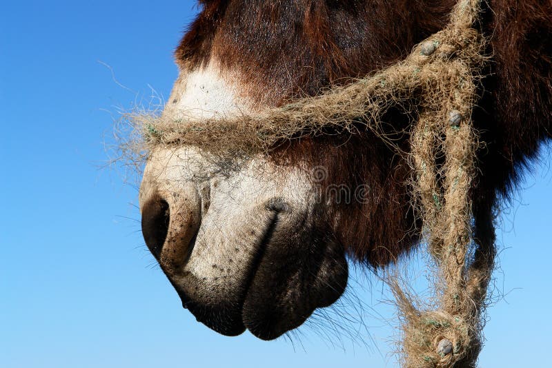 Muzzle of donkey stock photo. Image of mammal, park - 132731692
