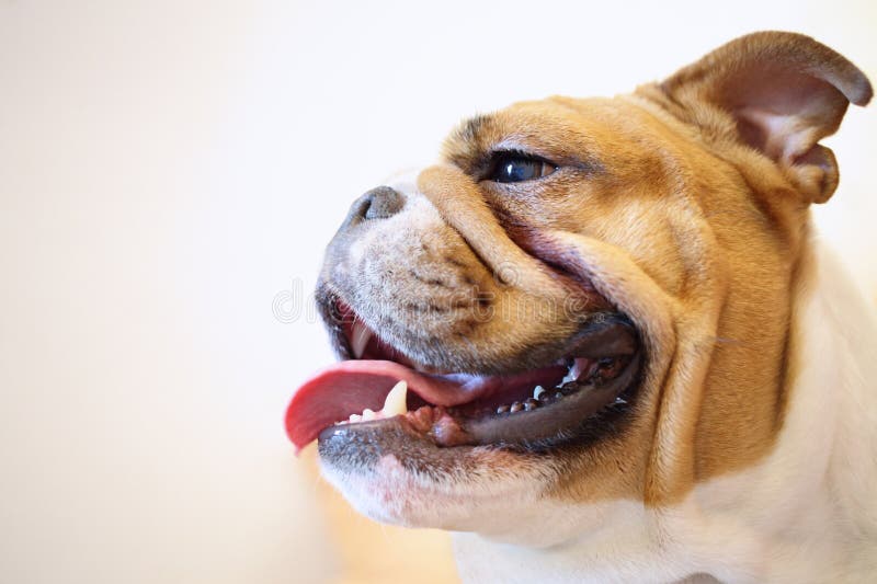 Muzzle English Bulldog with Open Mouth on White, Stock Image - Image of ...